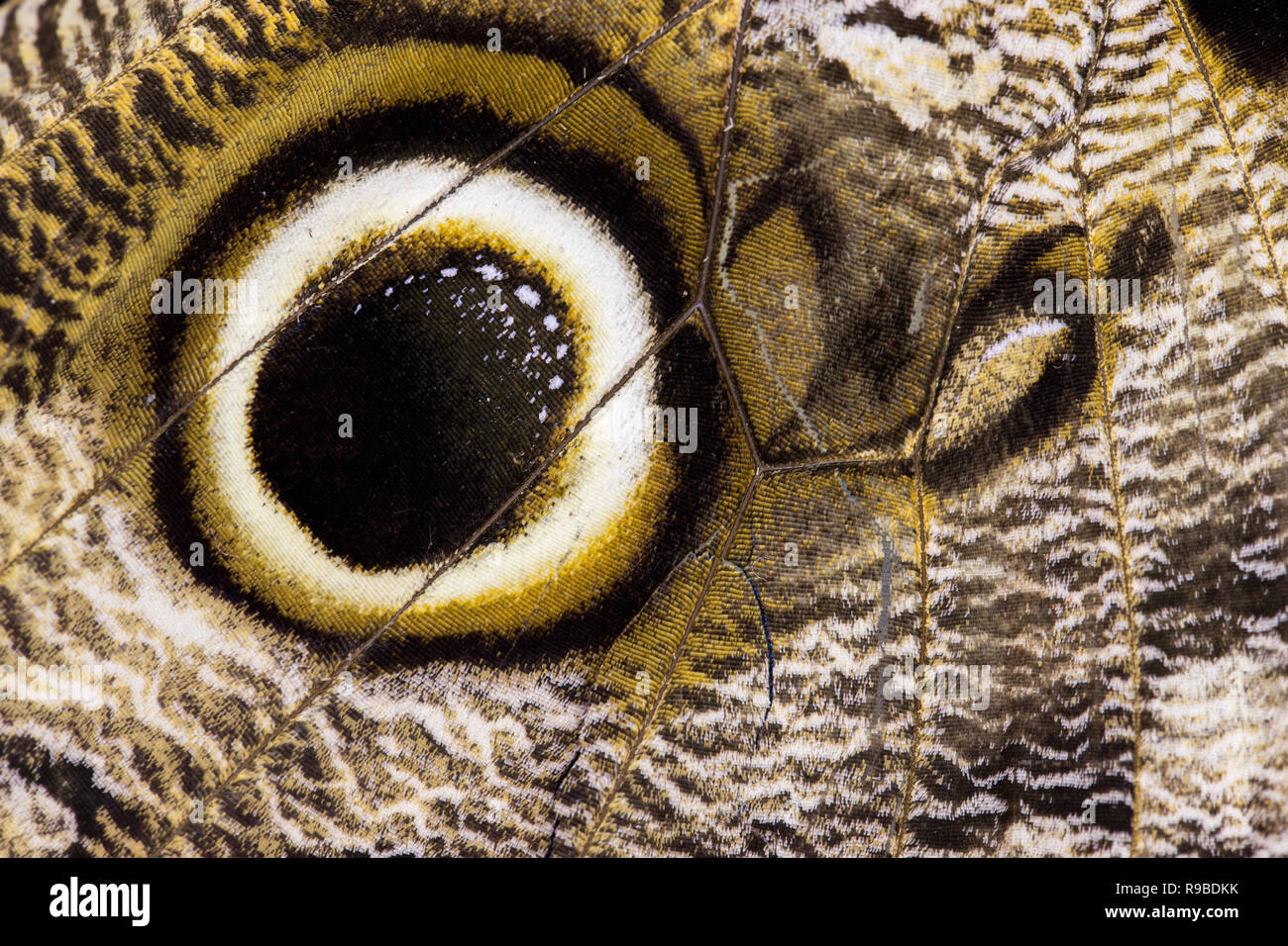 The great eye in the wings of the owl butterfly (genus Caligo). From ...