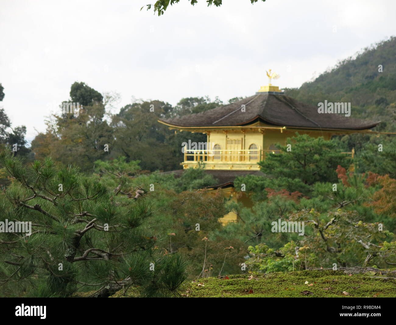 Golden phoenix hi-res stock photography and images - Alamy