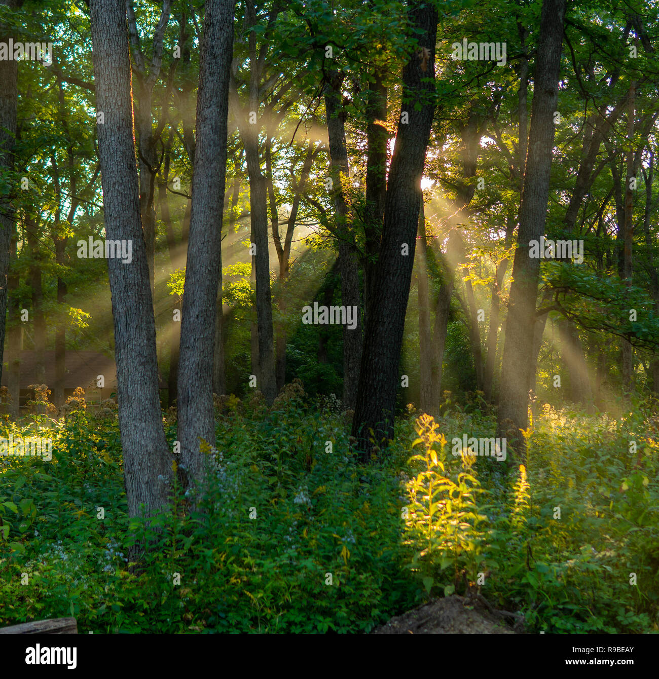 Rising sun shining through the trees hi-res stock photography and ...