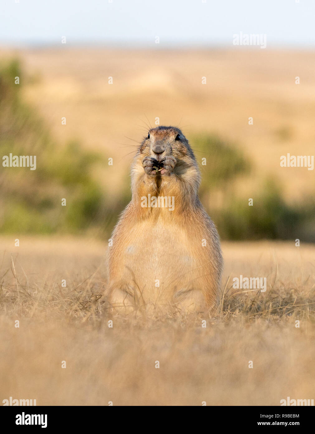 Prairie dogs in badlands hi-res stock photography and images - Alamy