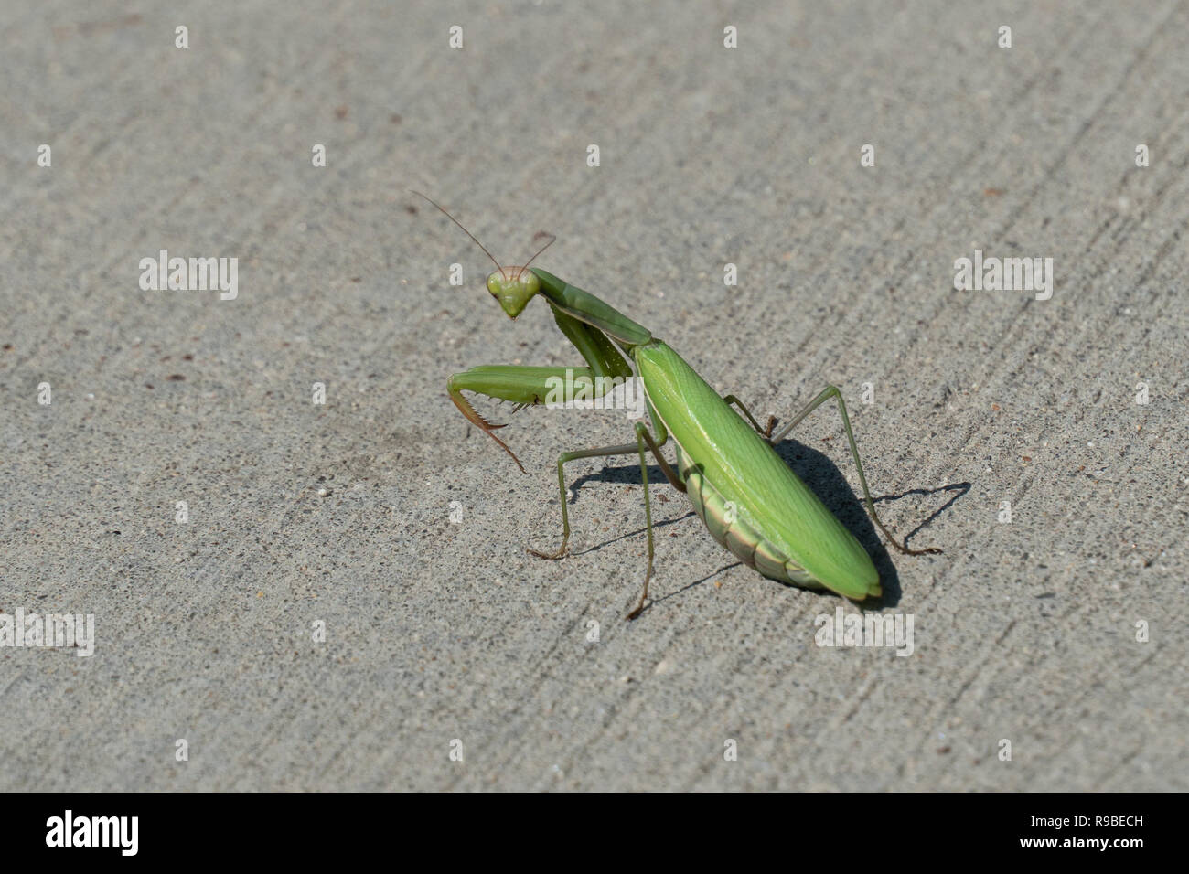 Mantis looking over shoulder hi-res stock photography and images - Alamy
