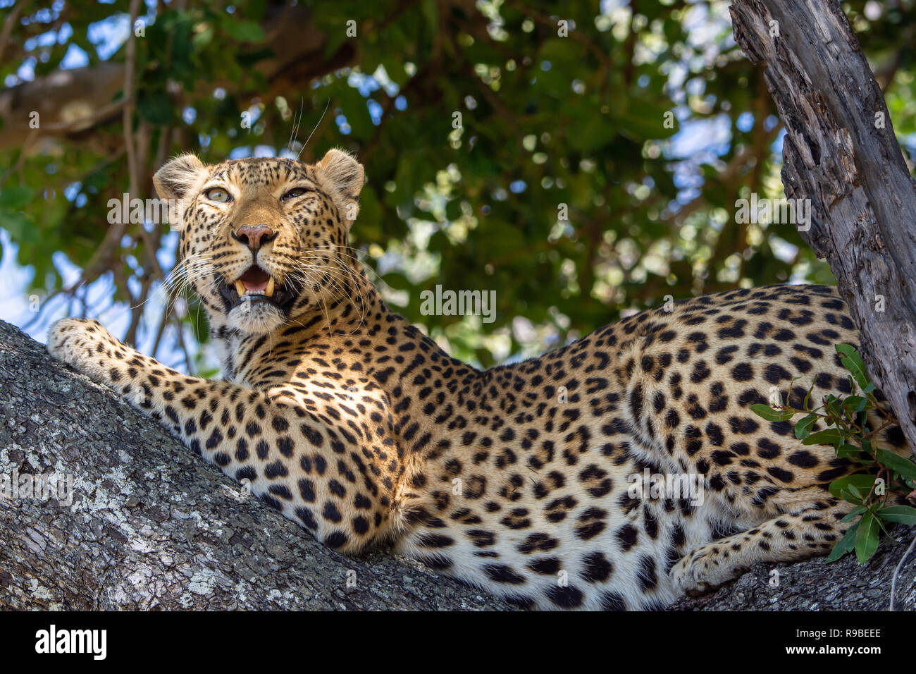 African leopard (Panthera pardus pardus) resting in tree in Botswana ...