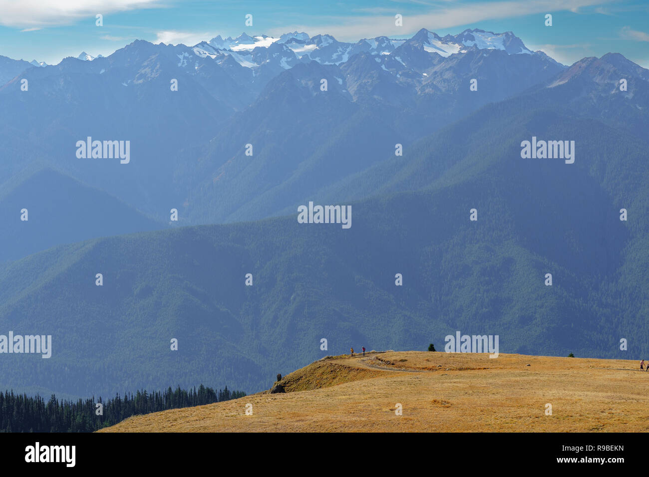 Hurricane Ridge hiking trail at Olympic National Park in the Pacific ...