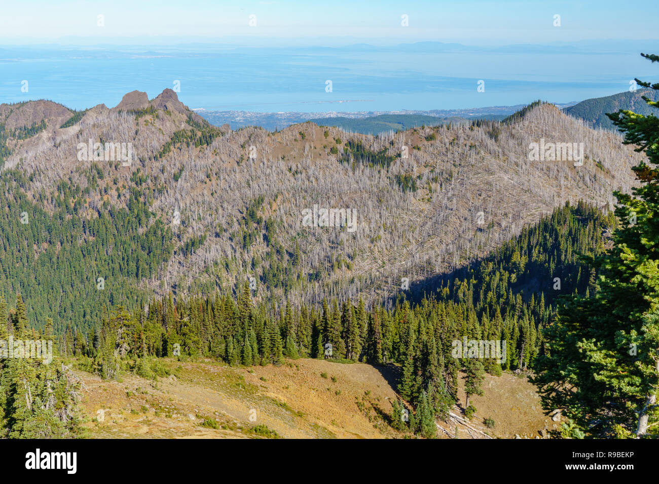 Hurricane Ridge hiking trail at Olympic National Park in the Pacific ...