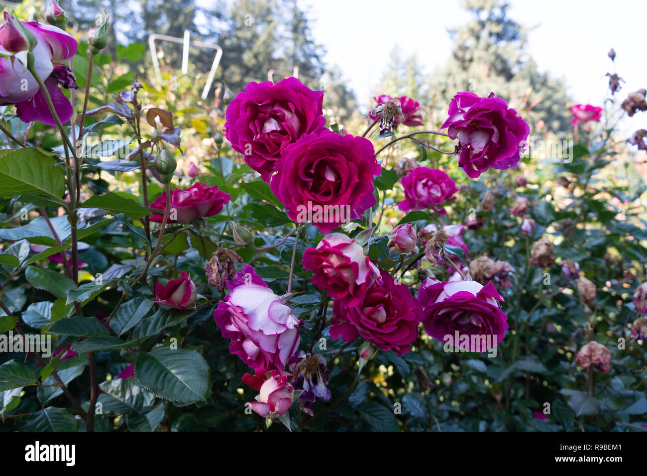 Very large Rose Garden in Portland, Oregon Stock Photo - Alamy