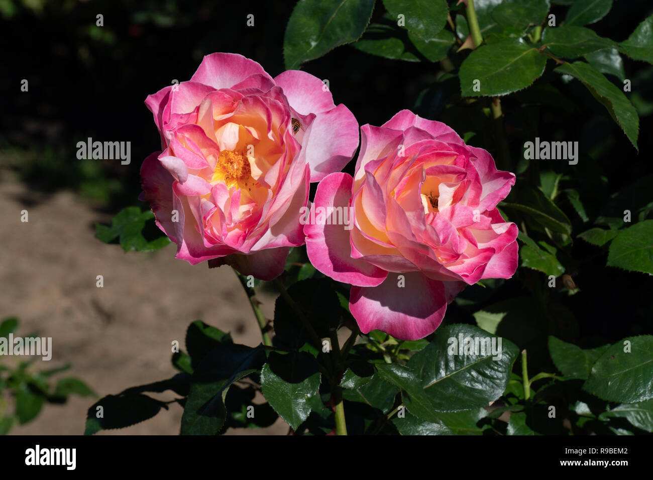 Very large Rose Garden in Portland, Oregon Stock Photo - Alamy
