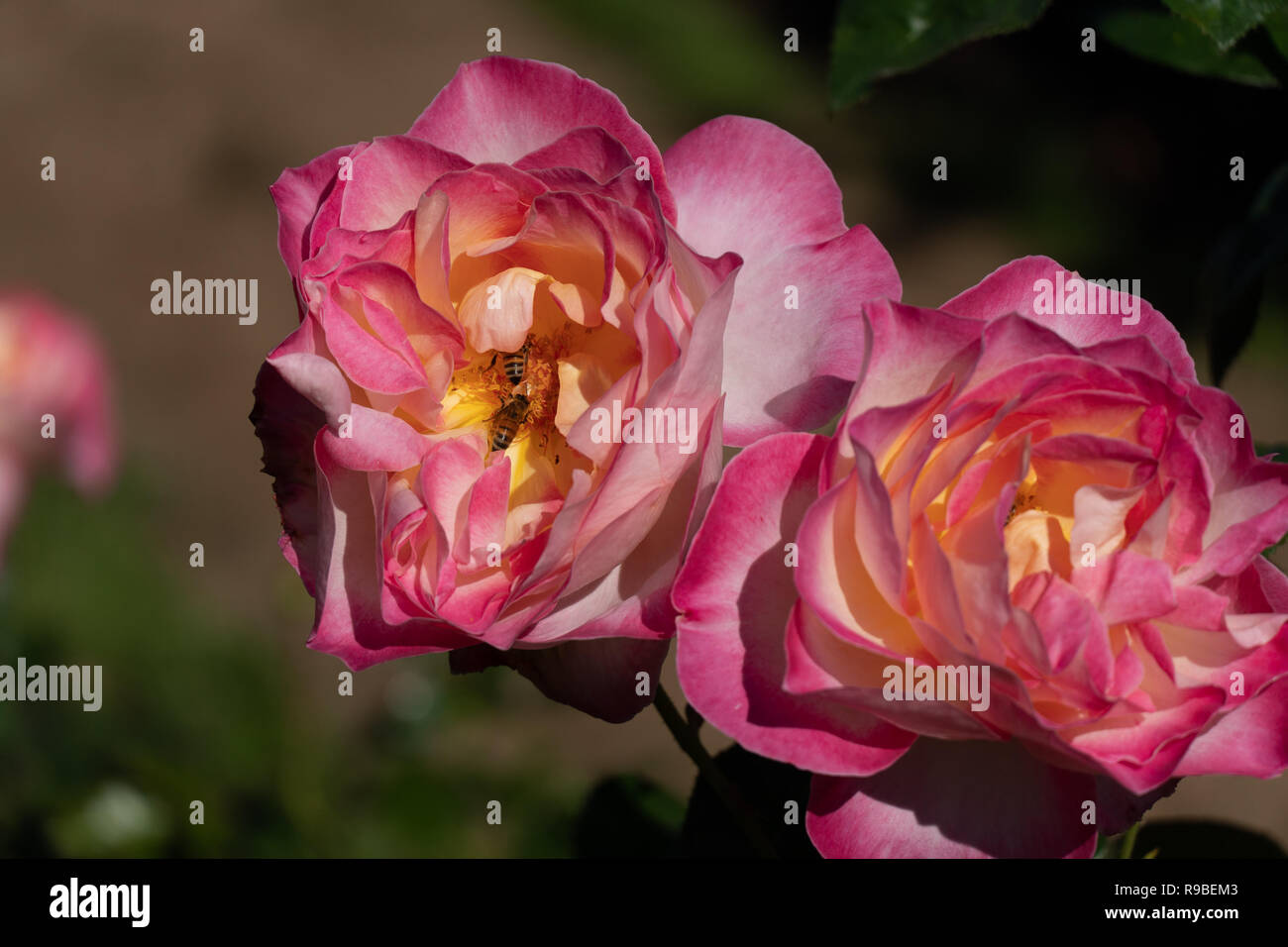 Very large Rose Garden in Portland, Oregon Stock Photo - Alamy