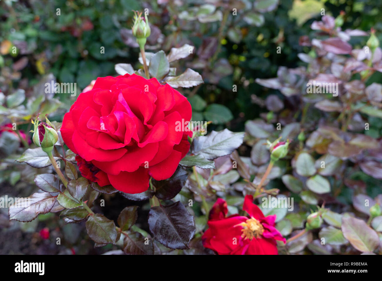 Very large Rose Garden in Portland, Oregon Stock Photo - Alamy