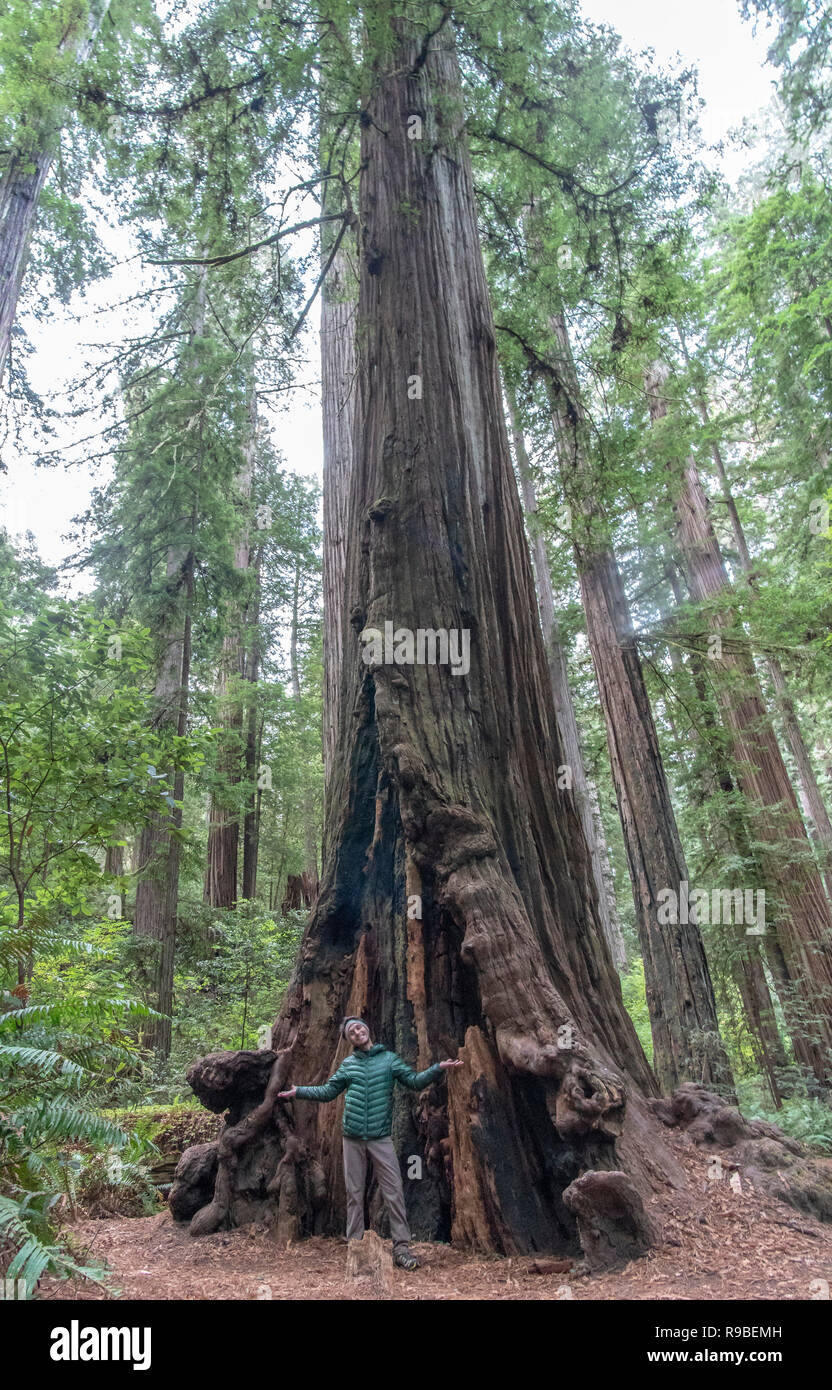 Redwood National and State Park in October - Northern California Stock ...