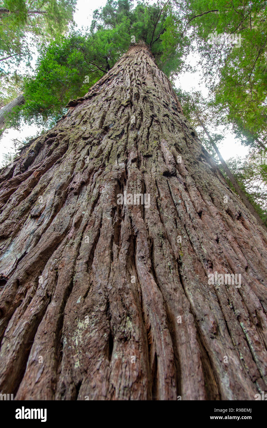 Redwood National and State Park in October - Northern California Stock ...