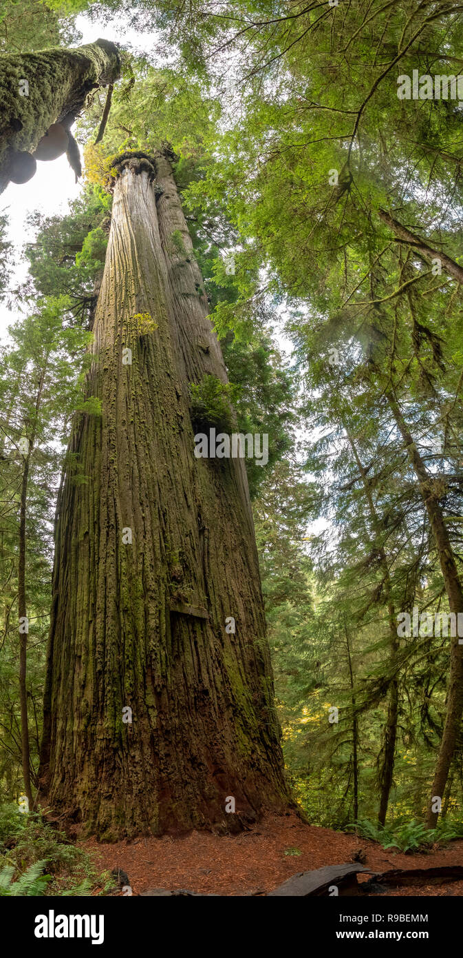 Redwood National and State Park in October - Northern California Stock ...