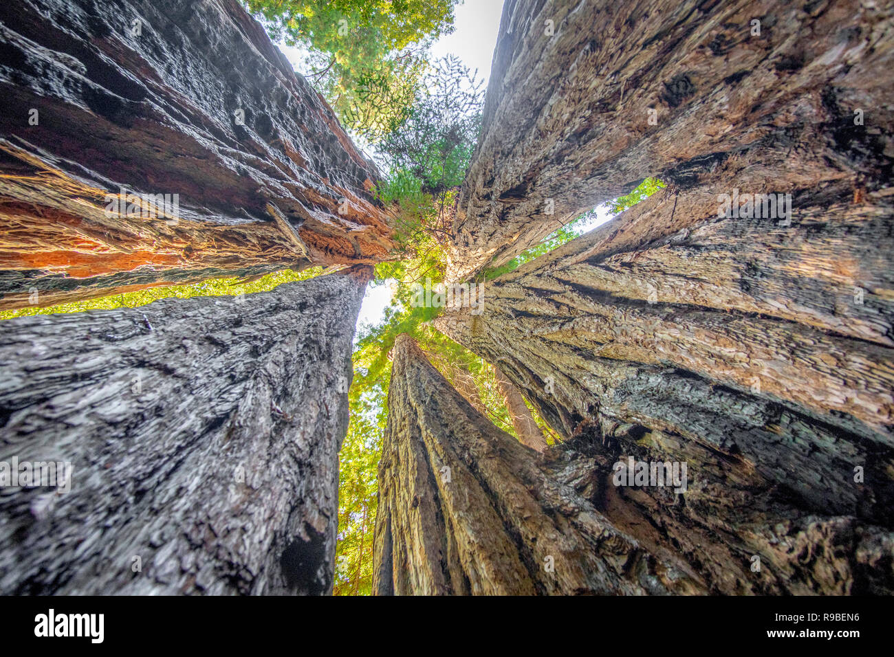 Redwood National and State Park in October - Northern California Stock ...