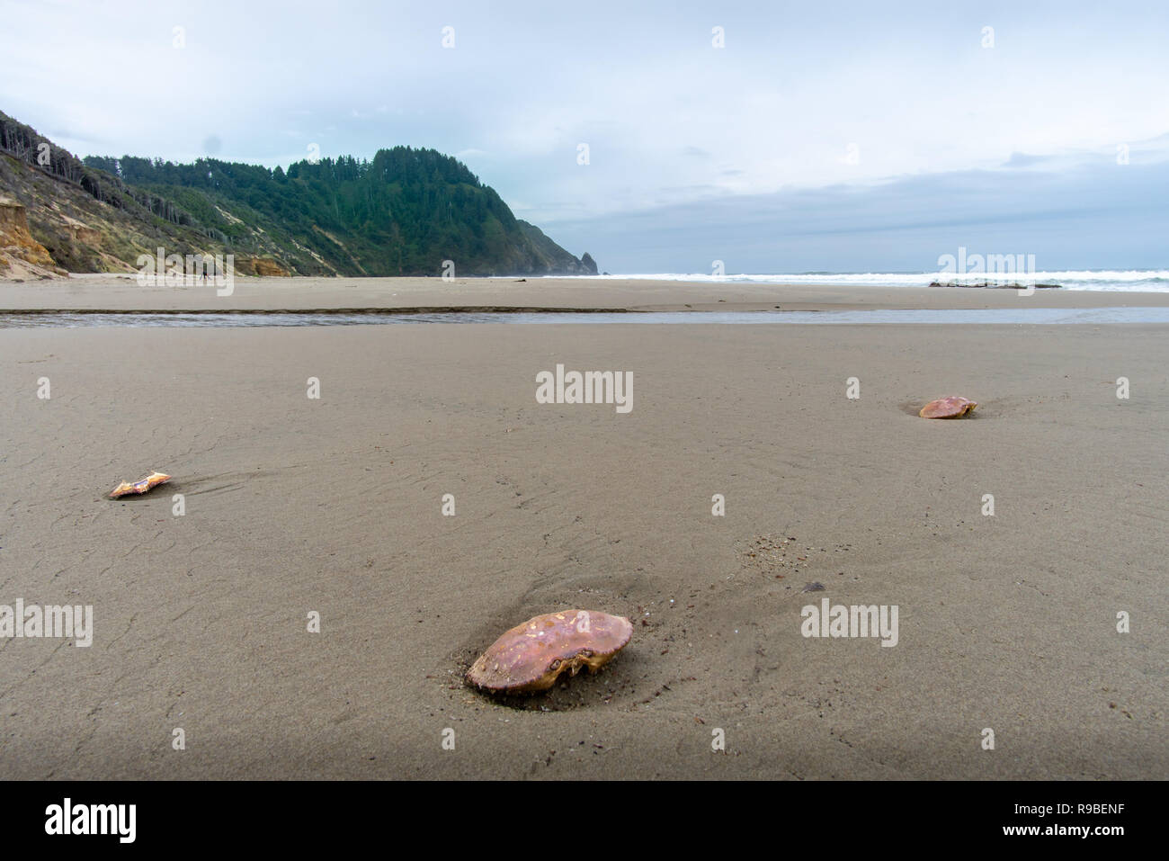 Oregon Coast Trail - Pacific Northwest during October Stock Photo - Alamy