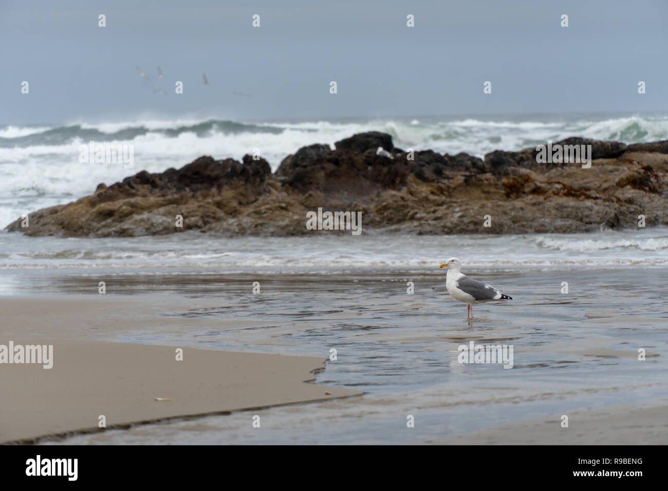 Oregon Coast Trail - Pacific Northwest during October Stock Photo - Alamy