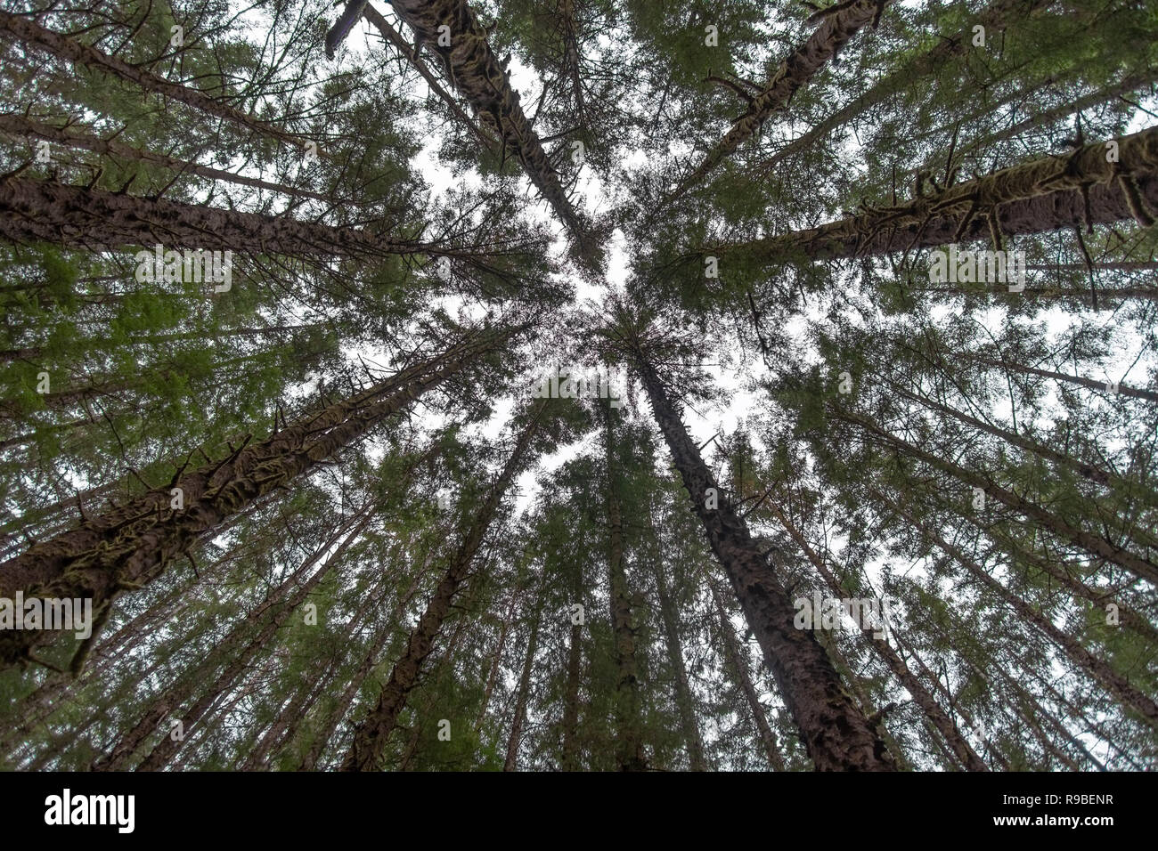 Oregon Coast Trail - Pacific Northwest during October Stock Photo - Alamy