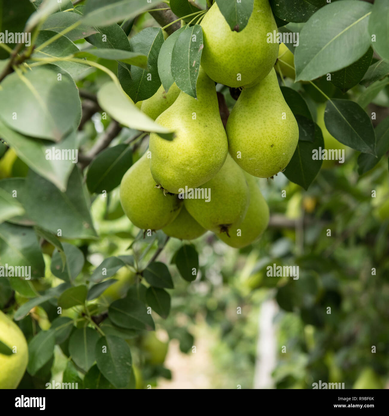 Hanging pears tree hi-res stock photography and images - Alamy