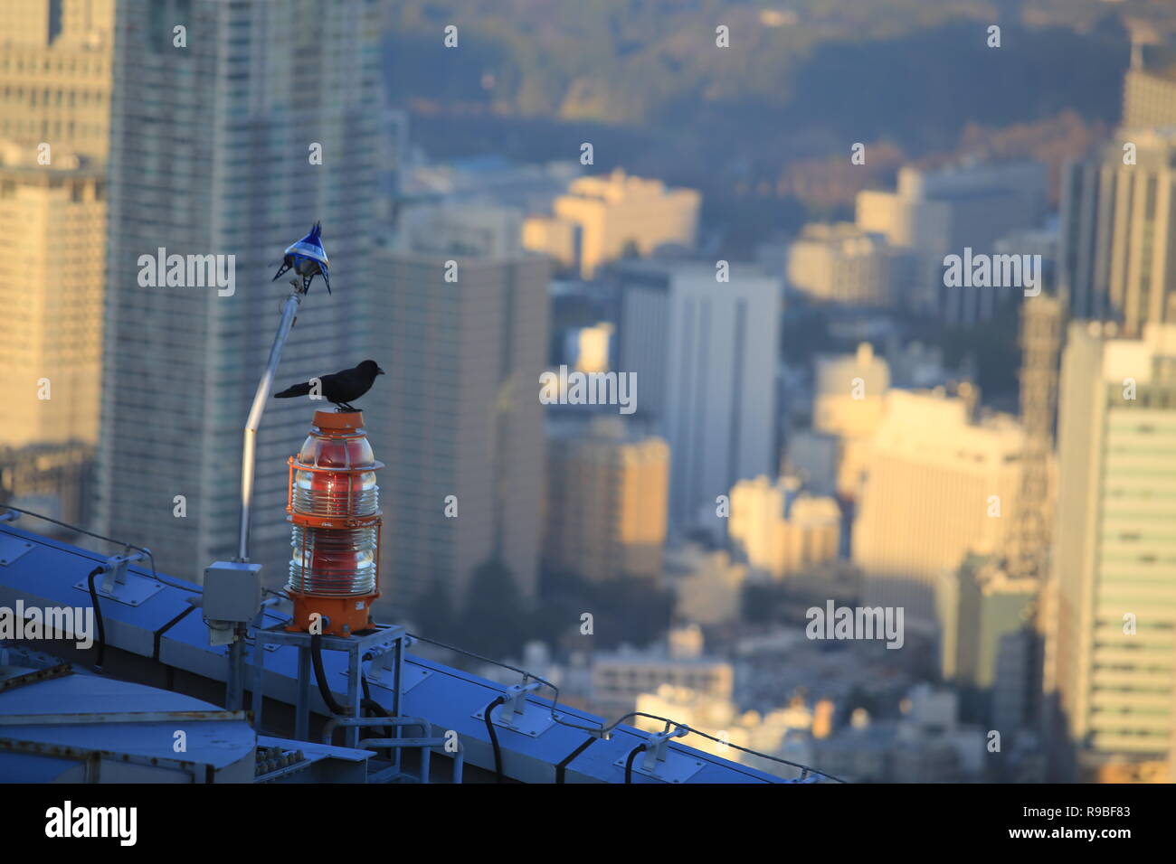 Tokyo crow hi-res stock photography and images - Alamy