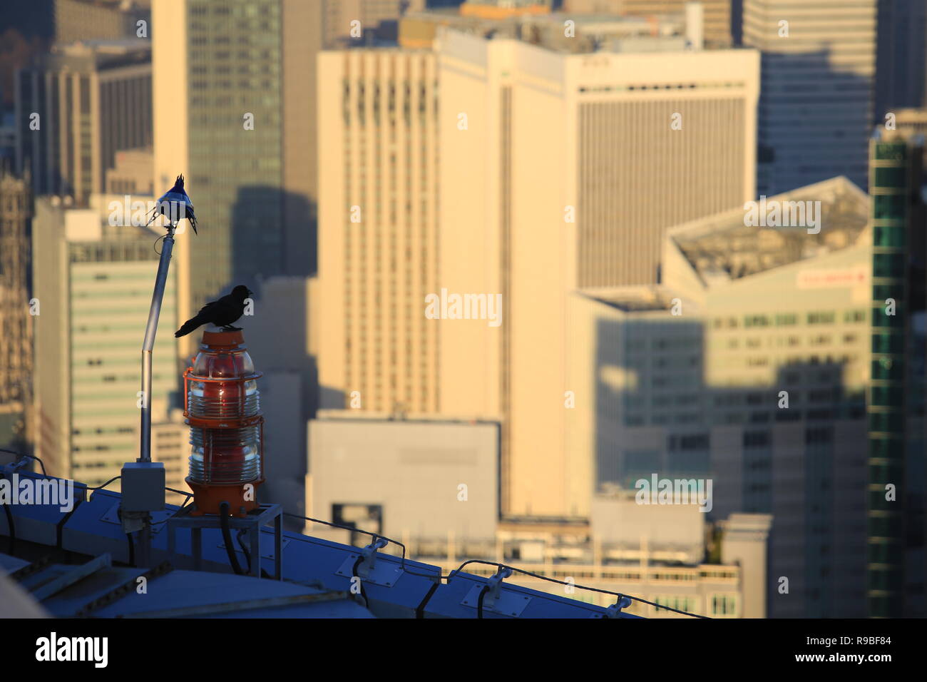 Tokyo crow hi-res stock photography and images - Alamy