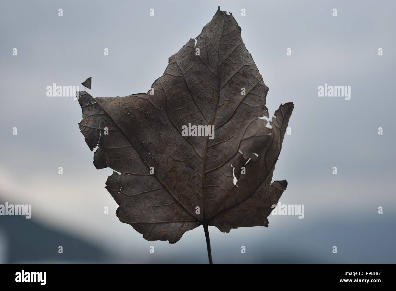 Leaf landscape hi-res stock photography and images - Alamy