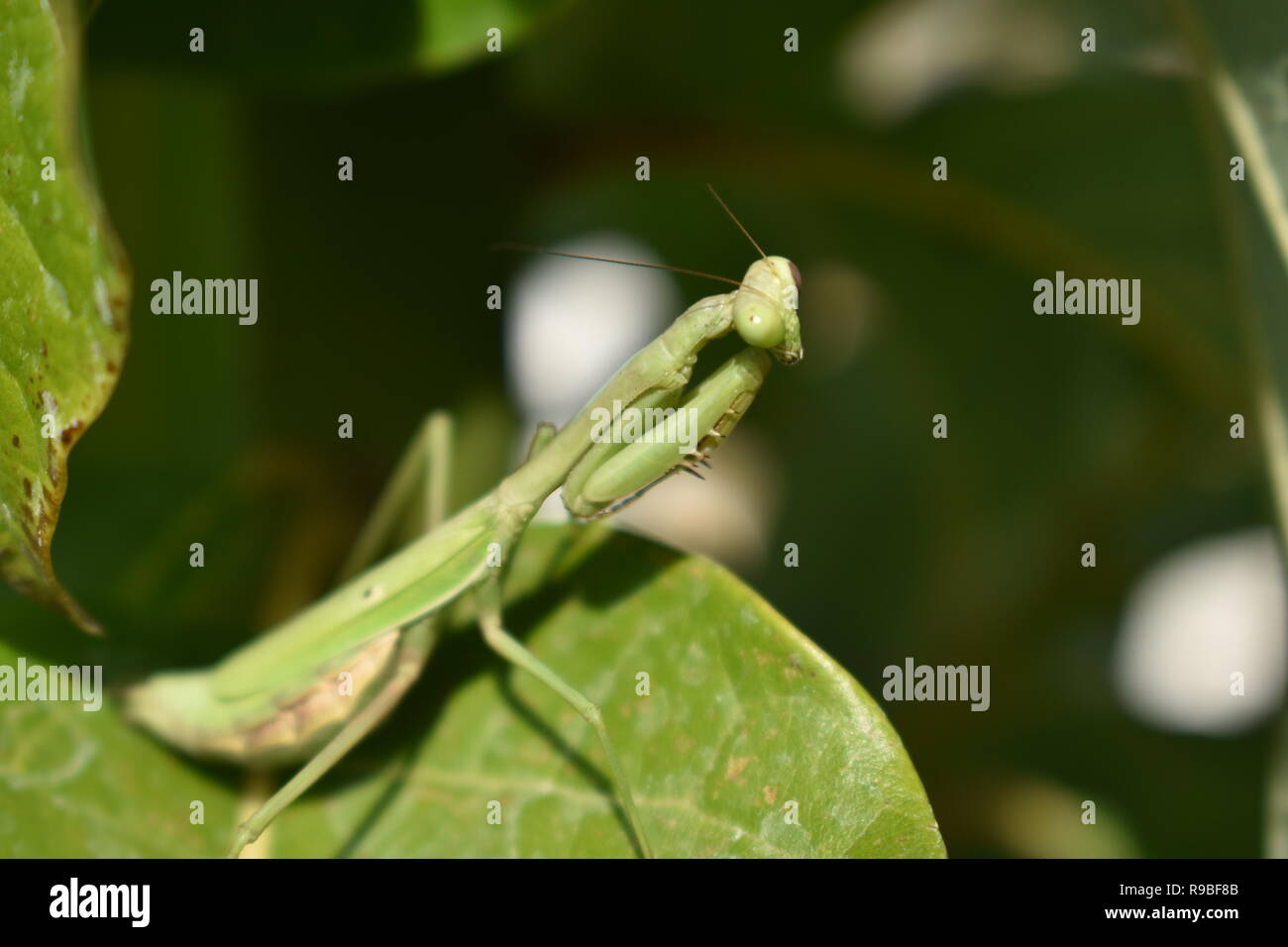 Praying mantis on leaf Stock Photo - Alamy