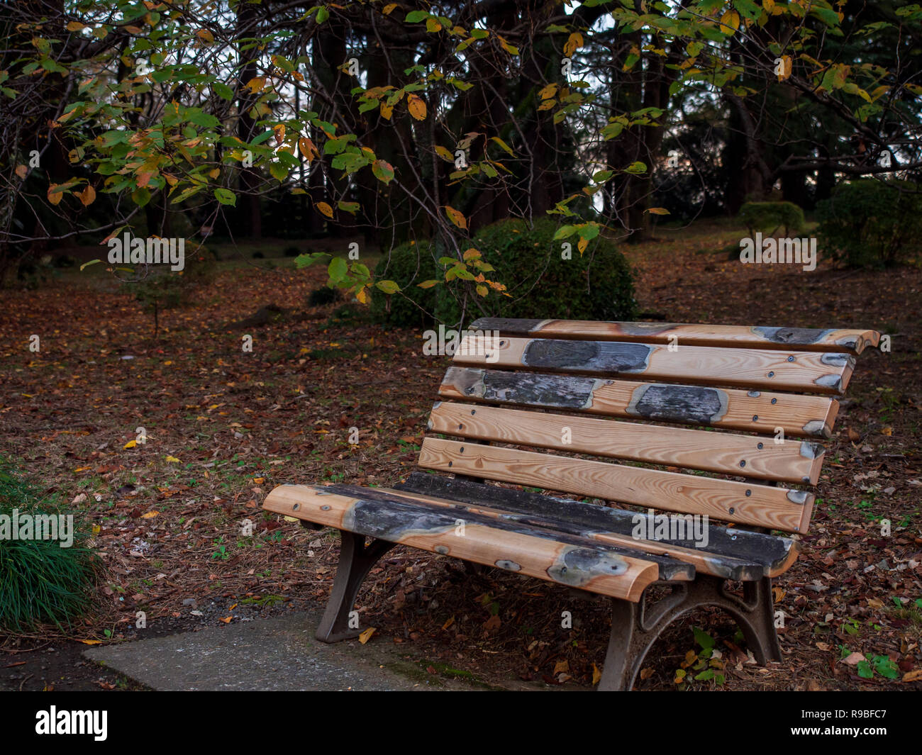 An empty and worn bench in a park, with copy space Stock Photo - Alamy