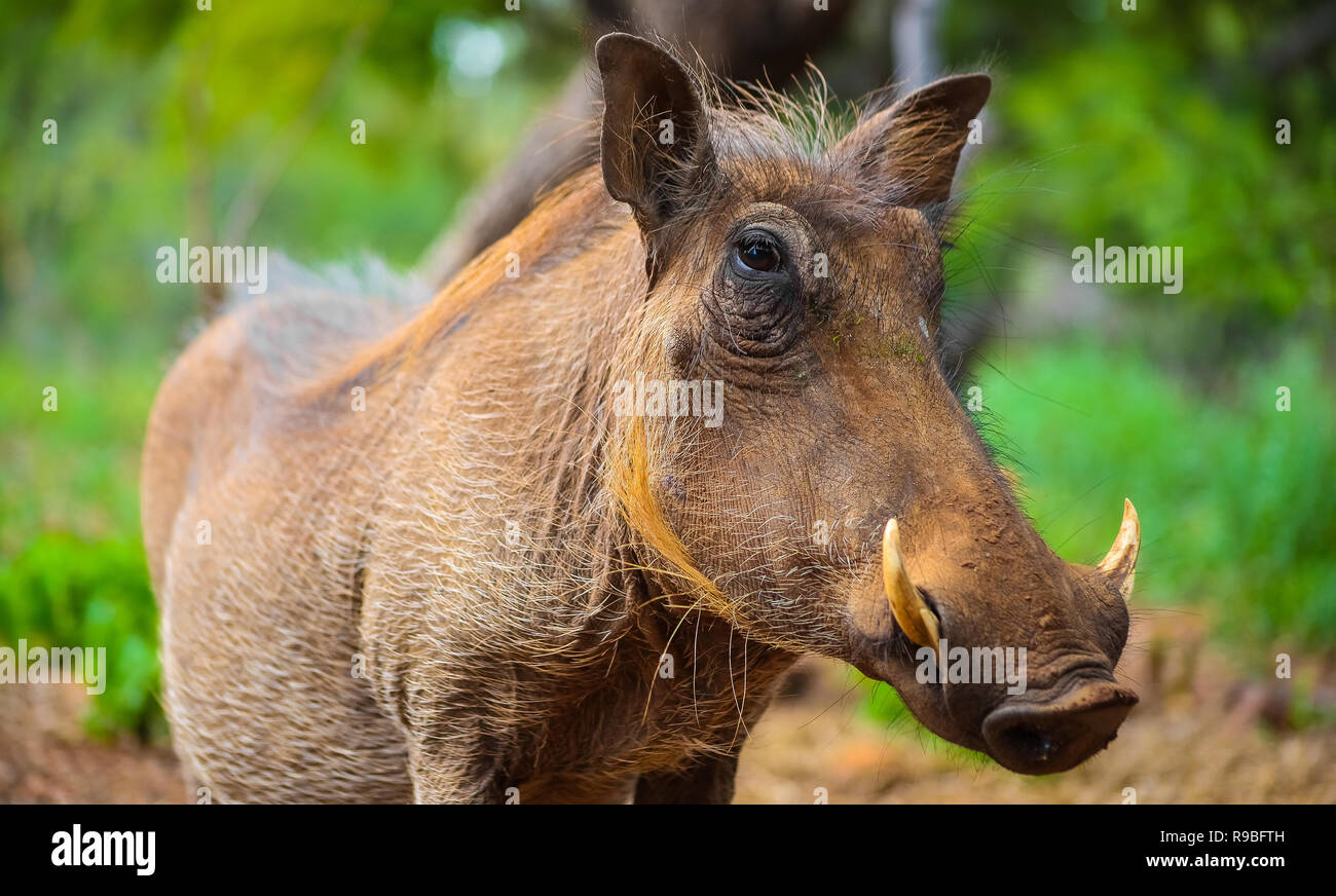 Close up of a wild African Warthog in a South African game reserve ...