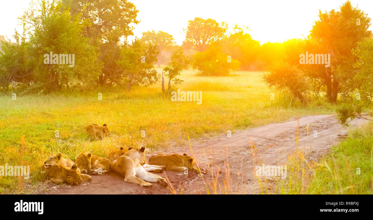 A pride of African Lions on a dirt road in a South African wildlife ...