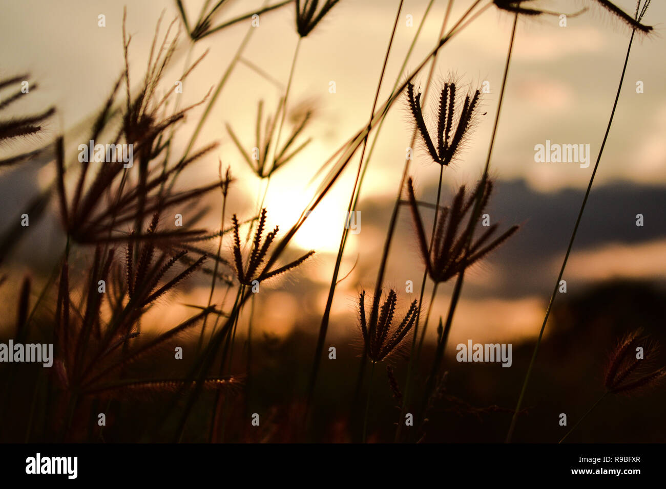 Sunset in grass hi-res stock photography and images - Alamy