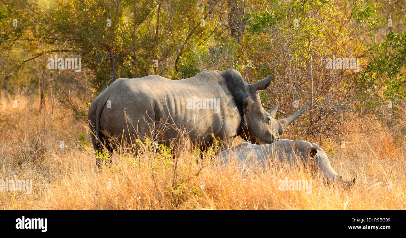 Close up view of a shot African White Rhino in a South African Game ...