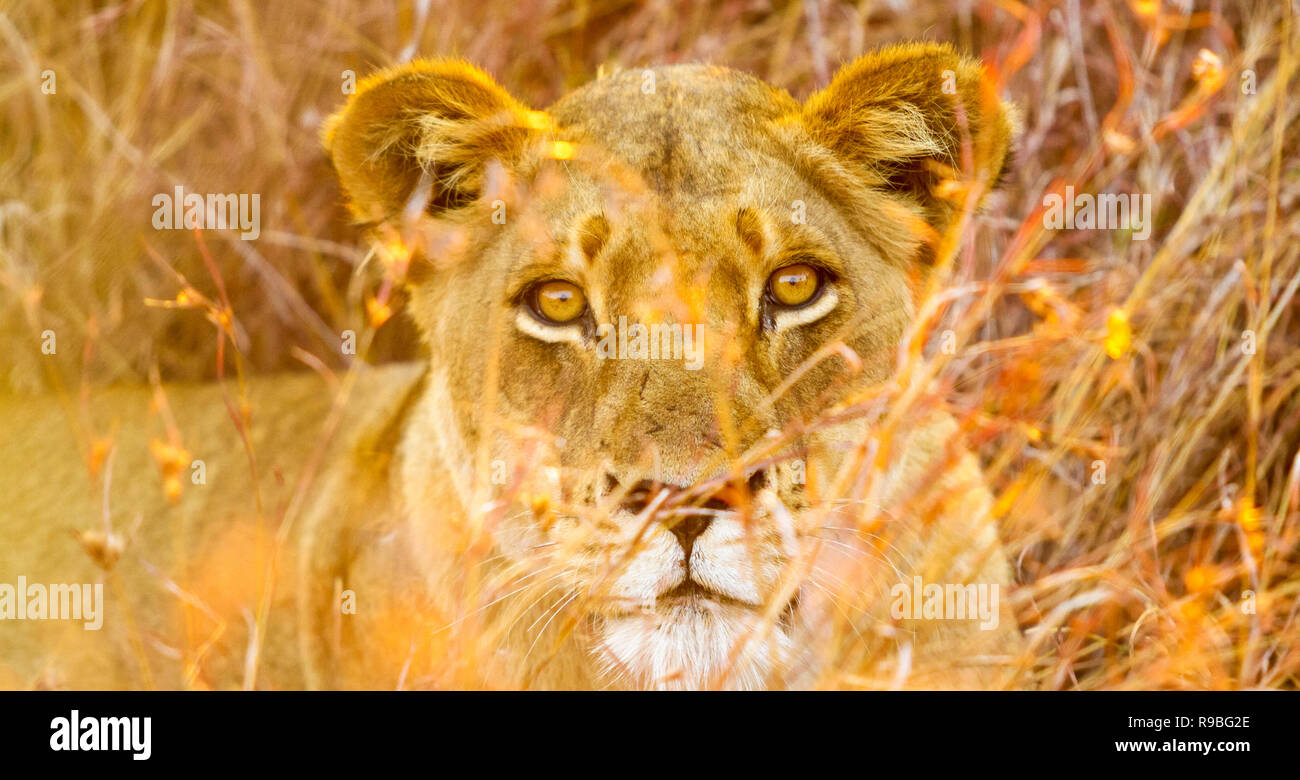 Lion Hiding High Resolution Stock Photography and Images - Alamy