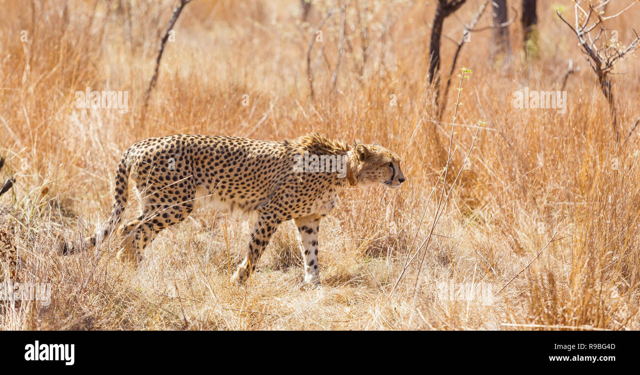 African Cheetah on safari in a South African game reserve Stock Photo ...