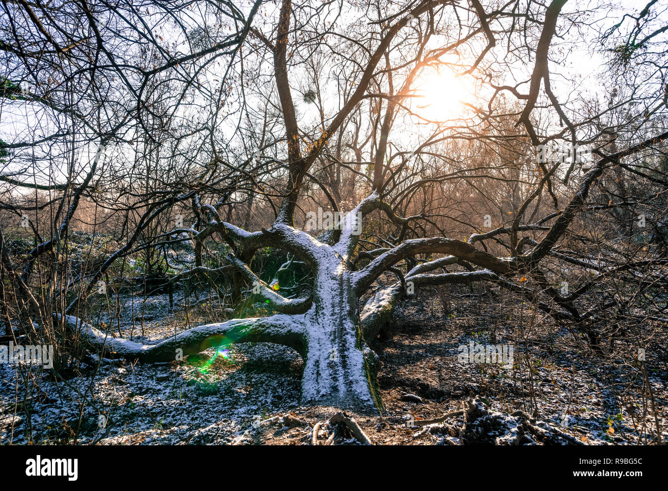 Stockstadt am rhein hi-res stock photography and images - Alamy