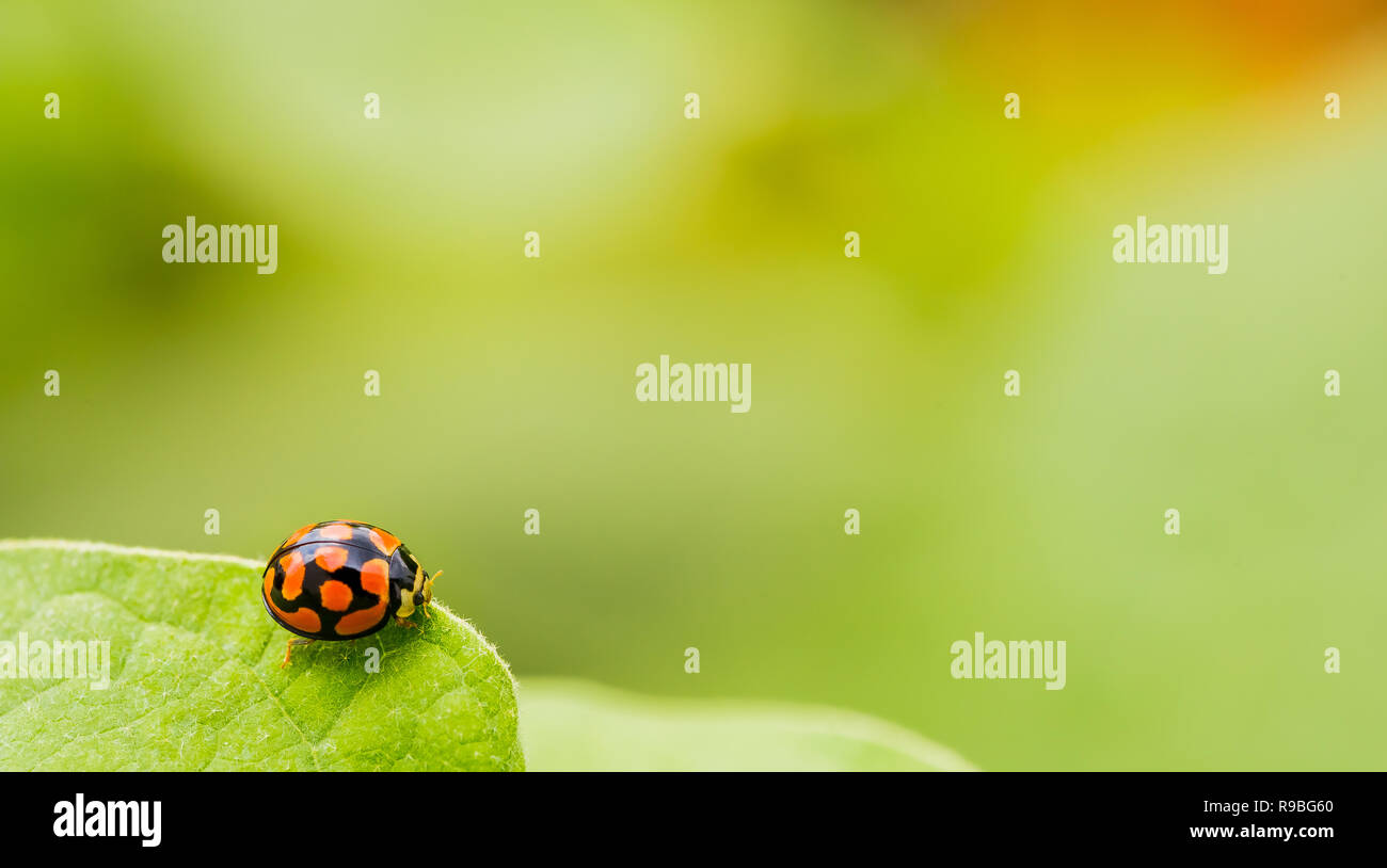 Orange Ladybug close up on a green leaf, Predator insect species for ...