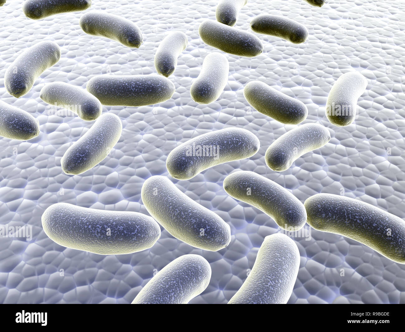 Colony of pathogen bacteria - 3d render Stock Photo - Alamy
