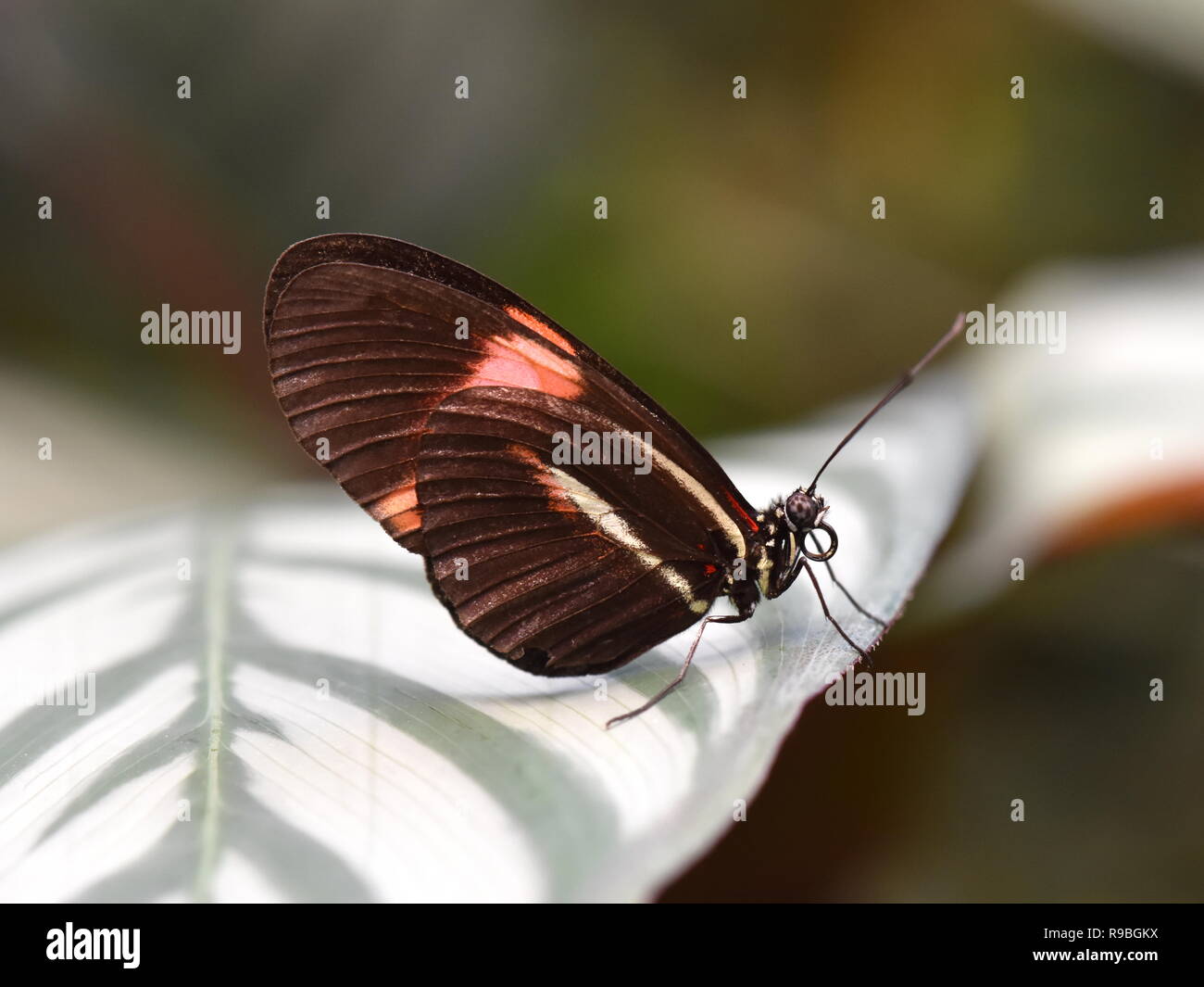 Heliconius melpomene the common postman butterfly sitting on a leaf ...