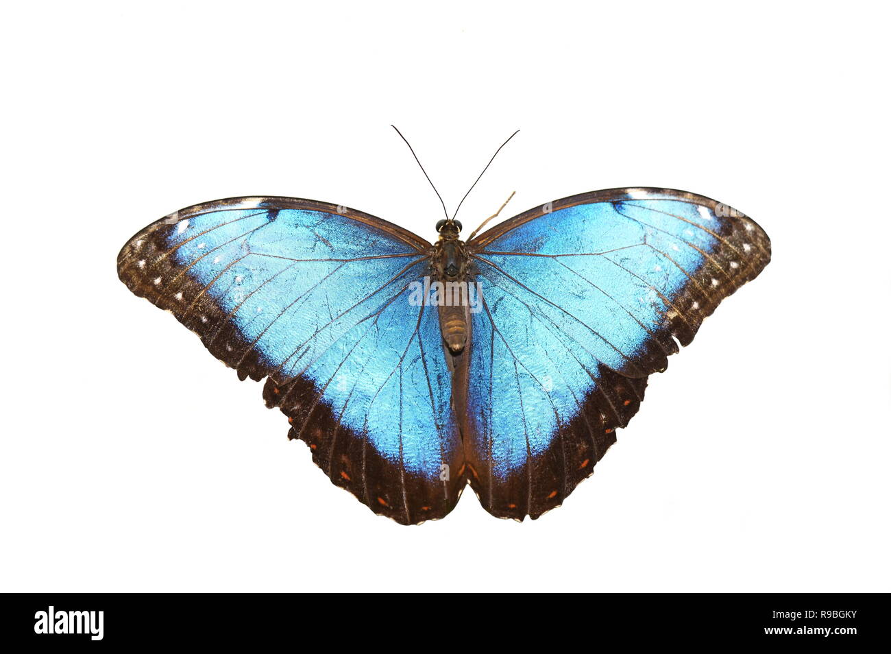 Blue morpho butterfly Morpho peleides isolated on white background ...