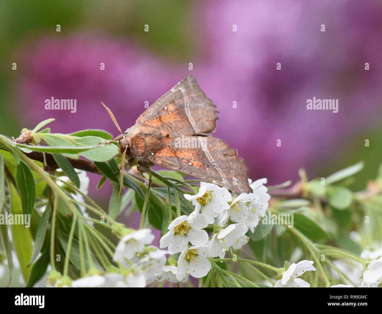 The colorful noctuidae herald moth Scoliopteryx libatrix sitting on a ...