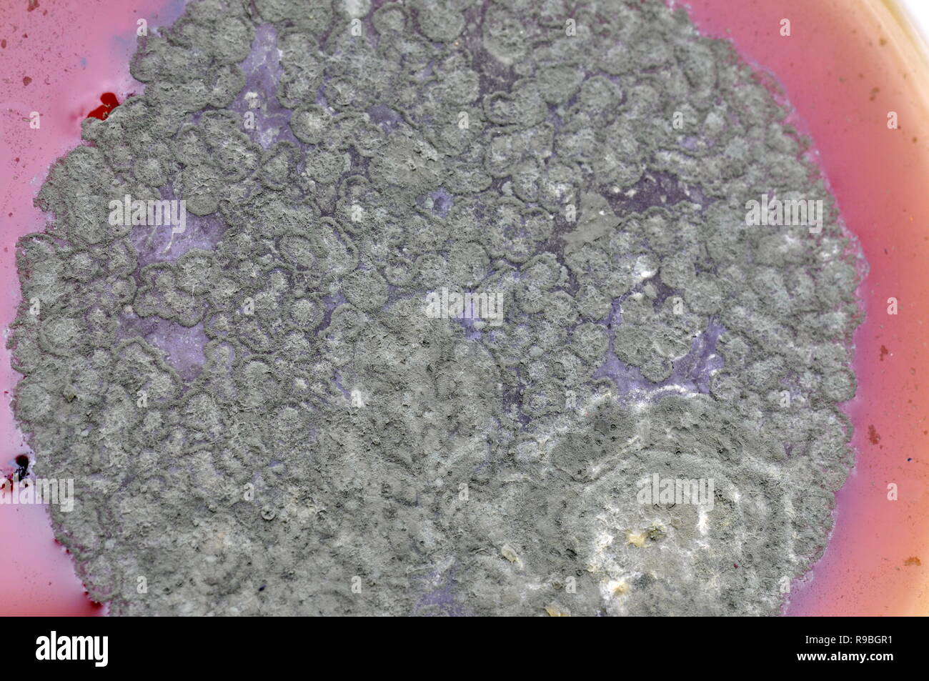 Spreading and growing hi-res stock photography and images - Alamy