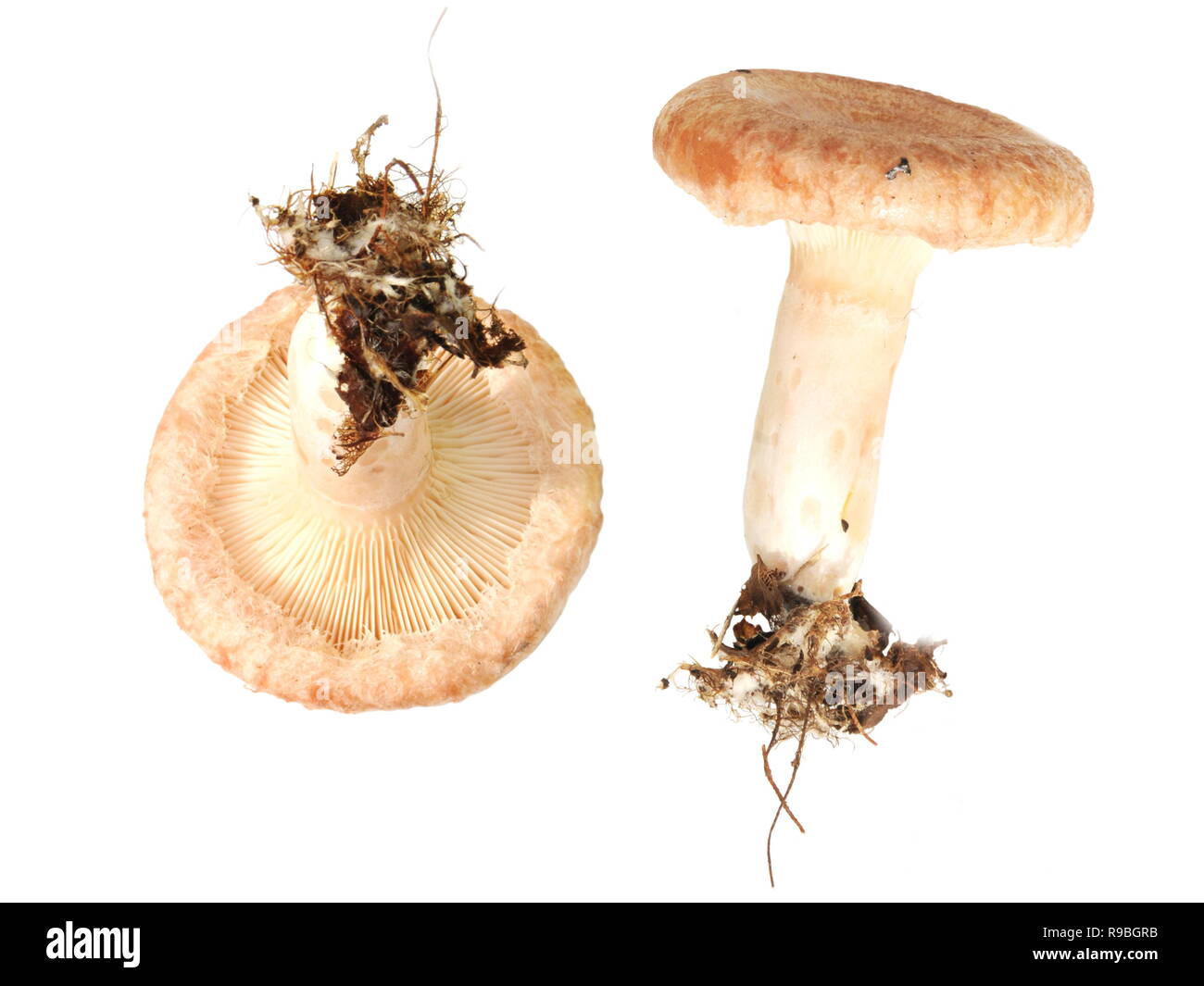 Woolly milkcap mushrooms Lactarius torminosus isolated on white ...