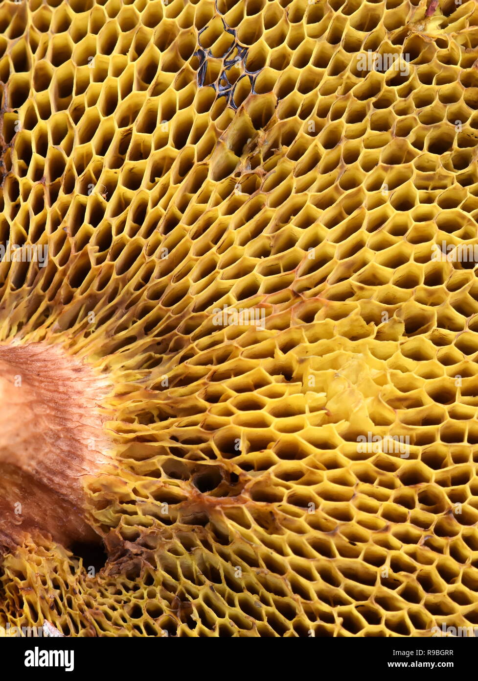 Closeup on the spongy pores on a polypore Suillus fungus Stock Photo ...
