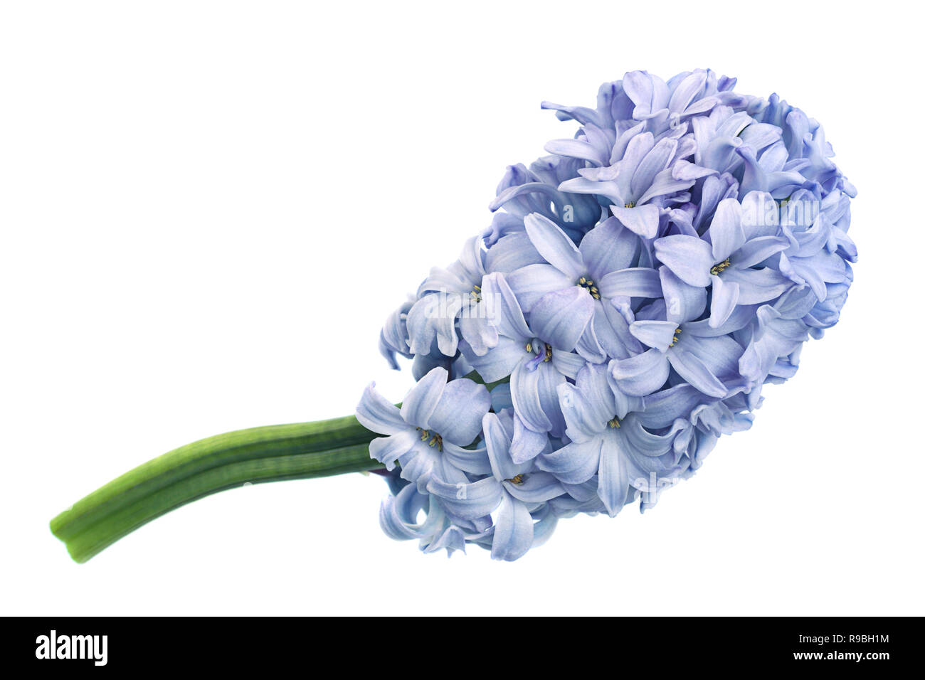 Hyacinth spring flower closeup isolated on white Stock Photo - Alamy
