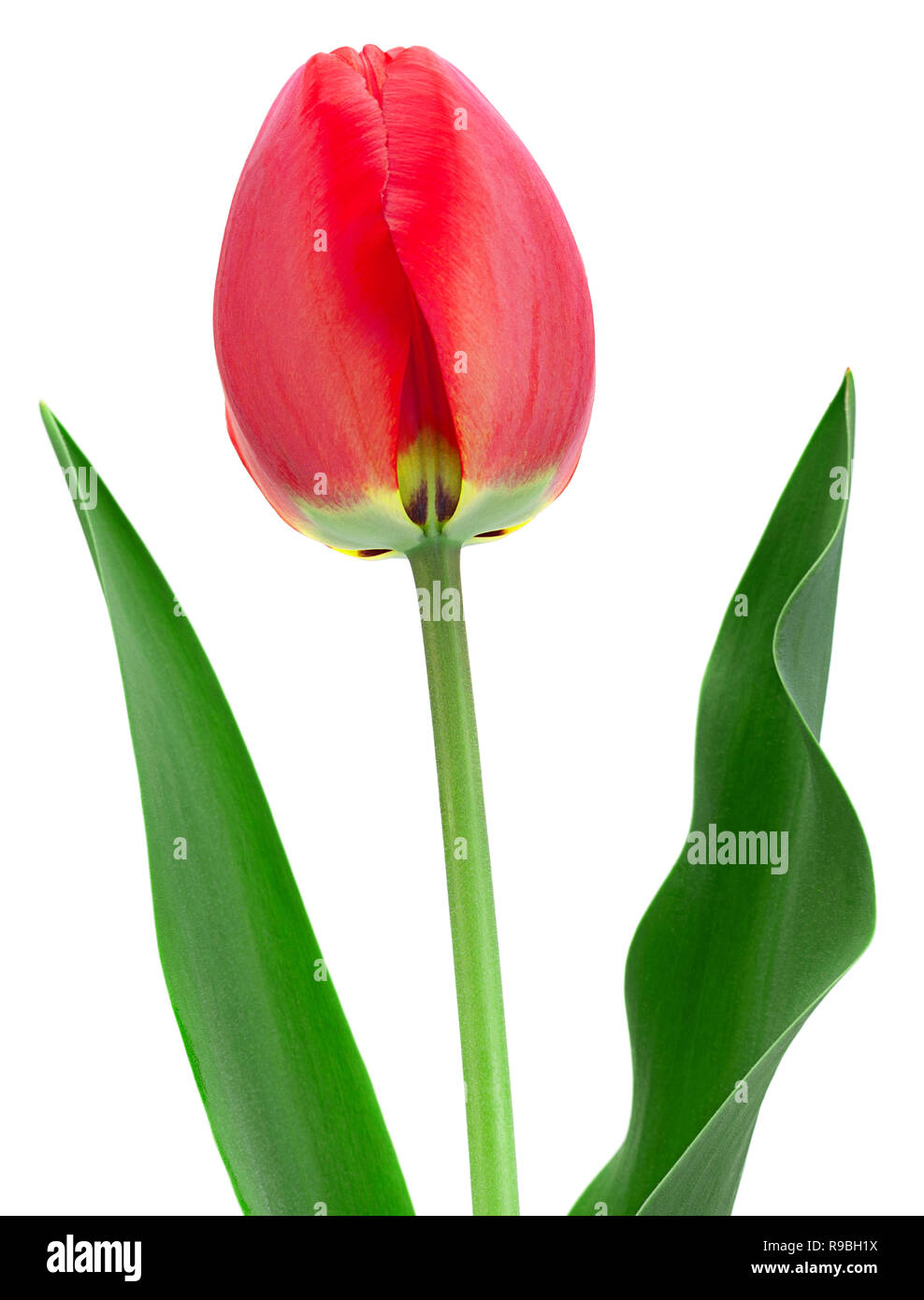 Red tulip closeup isolated on white background Stock Photo - Alamy