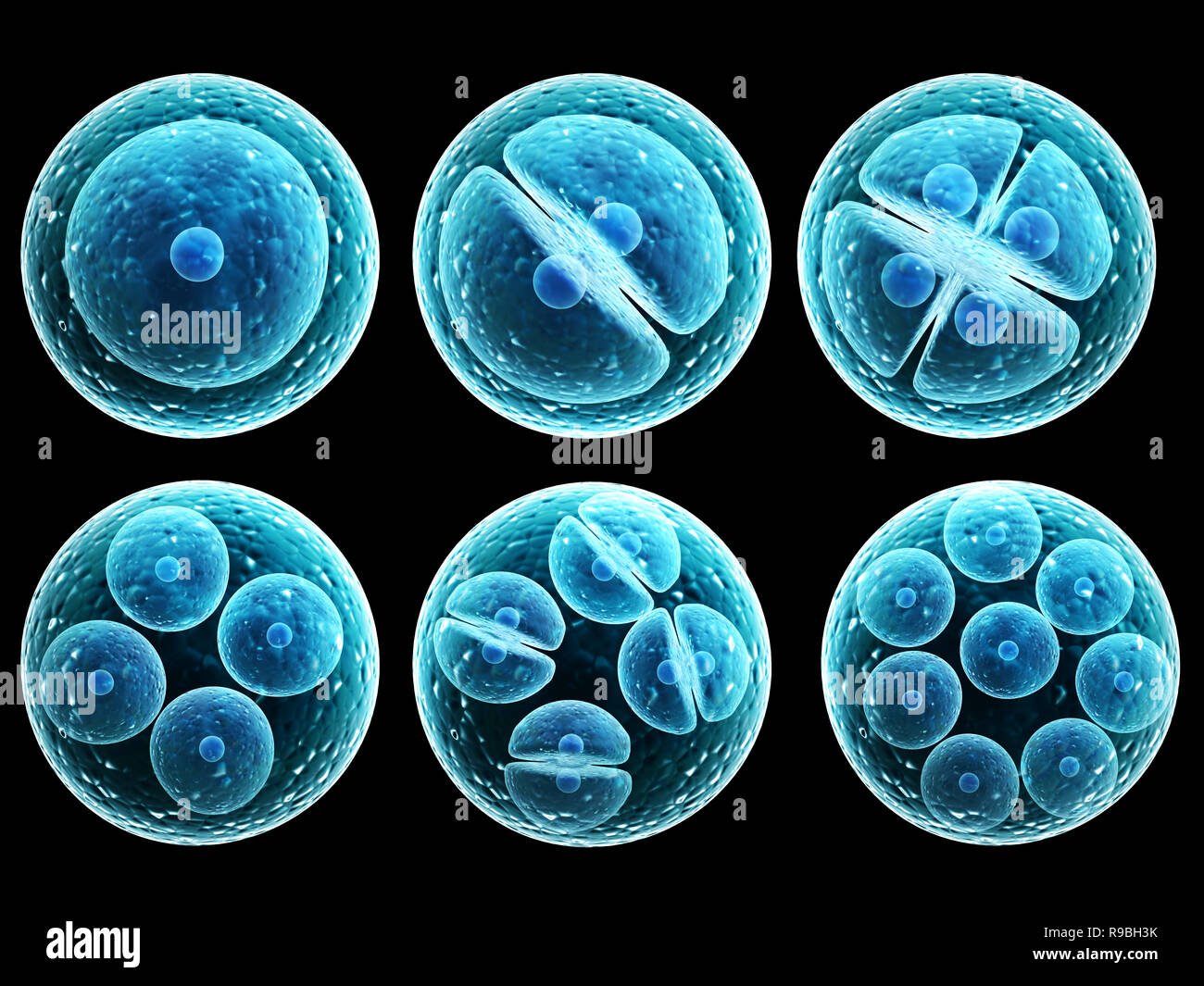 Zygote Cell Division Stock Photos & Zygote Cell Division Stock Images ...