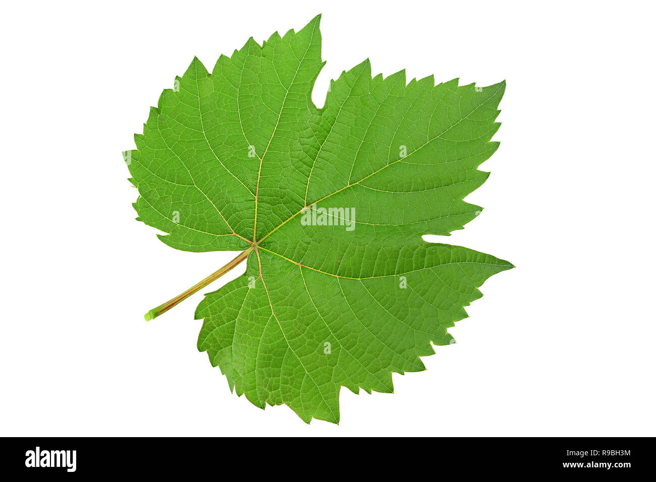 Grape fresh leaf closeup isolated on white background Stock Photo - Alamy