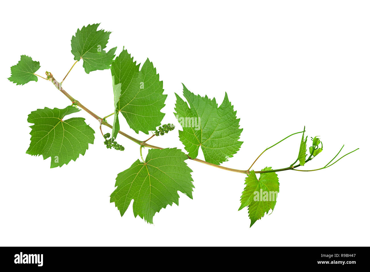 Grape fresh leaf closeup isolated on white background Stock Photo - Alamy