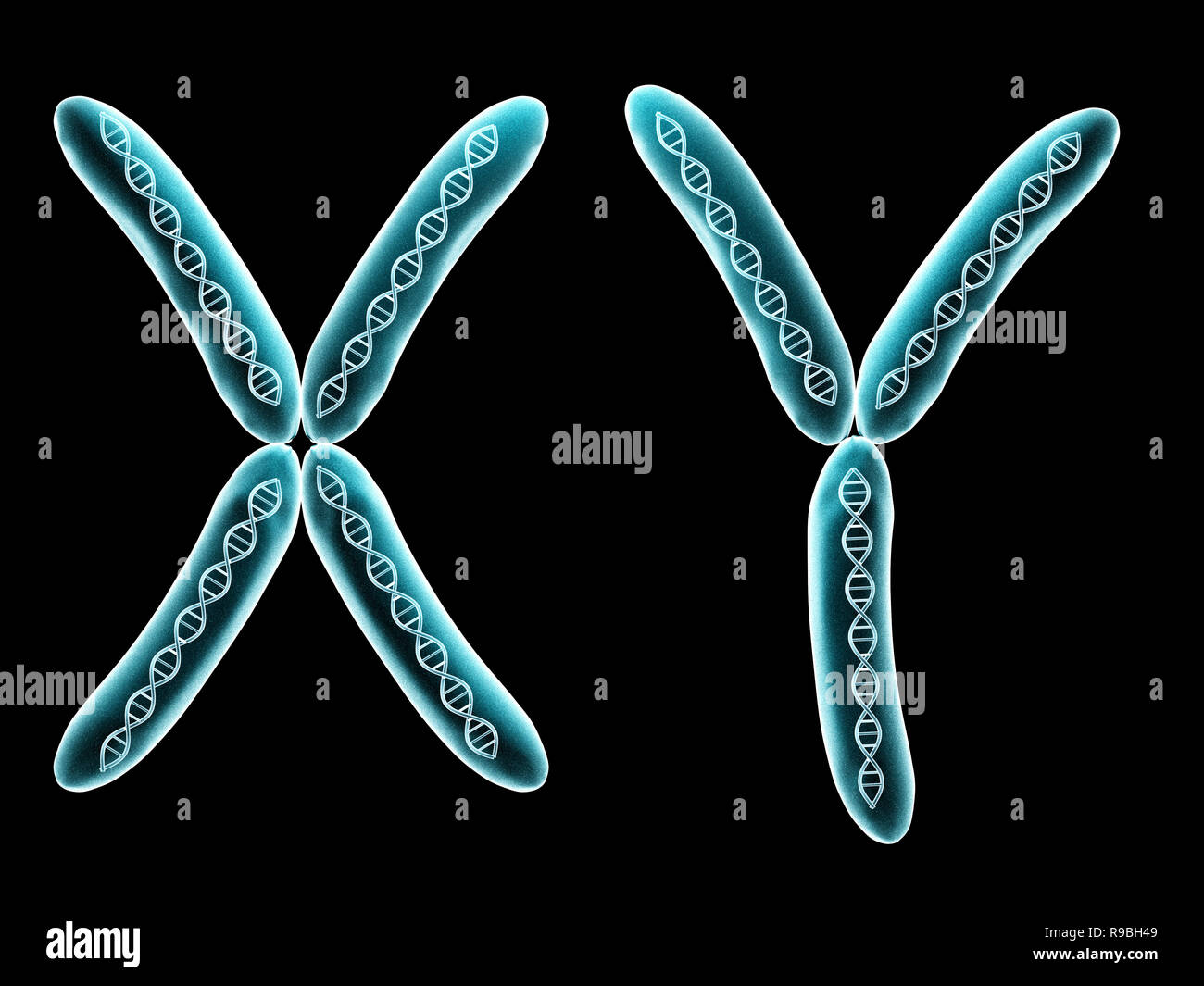 Chromosome x y hi-res stock photography and images - Alamy