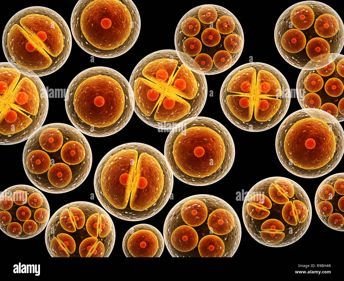 Cell division bacteria hi-res stock photography and images - Alamy