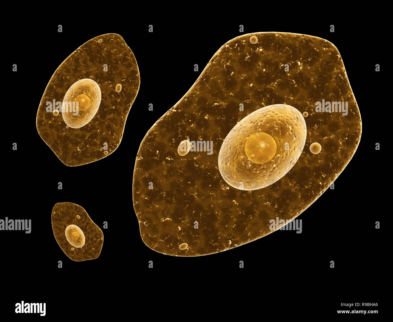 Amoeba on black background. 3d render Stock Photo - Alamy