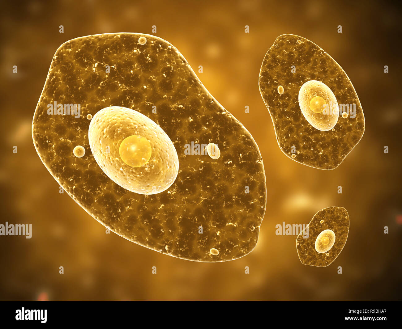 Amoeba on brown background. 3d render Stock Photo - Alamy