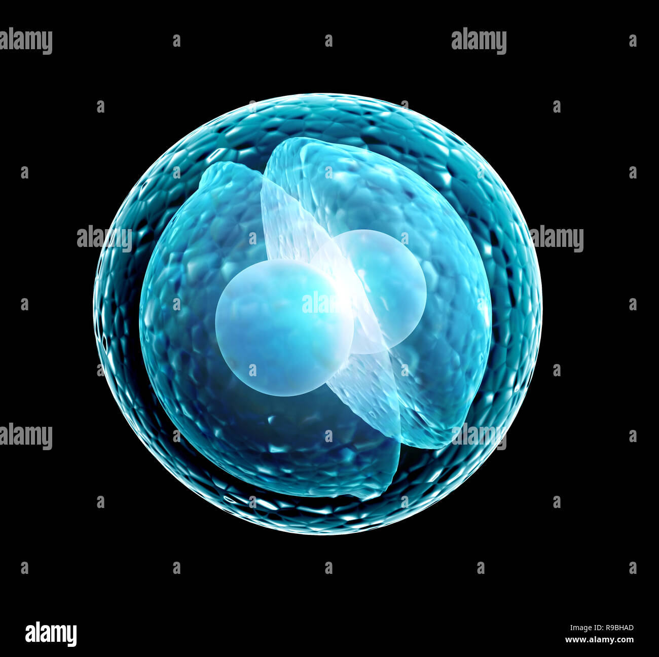 Meiosis Stock Photos & Meiosis Stock Images - Alamy